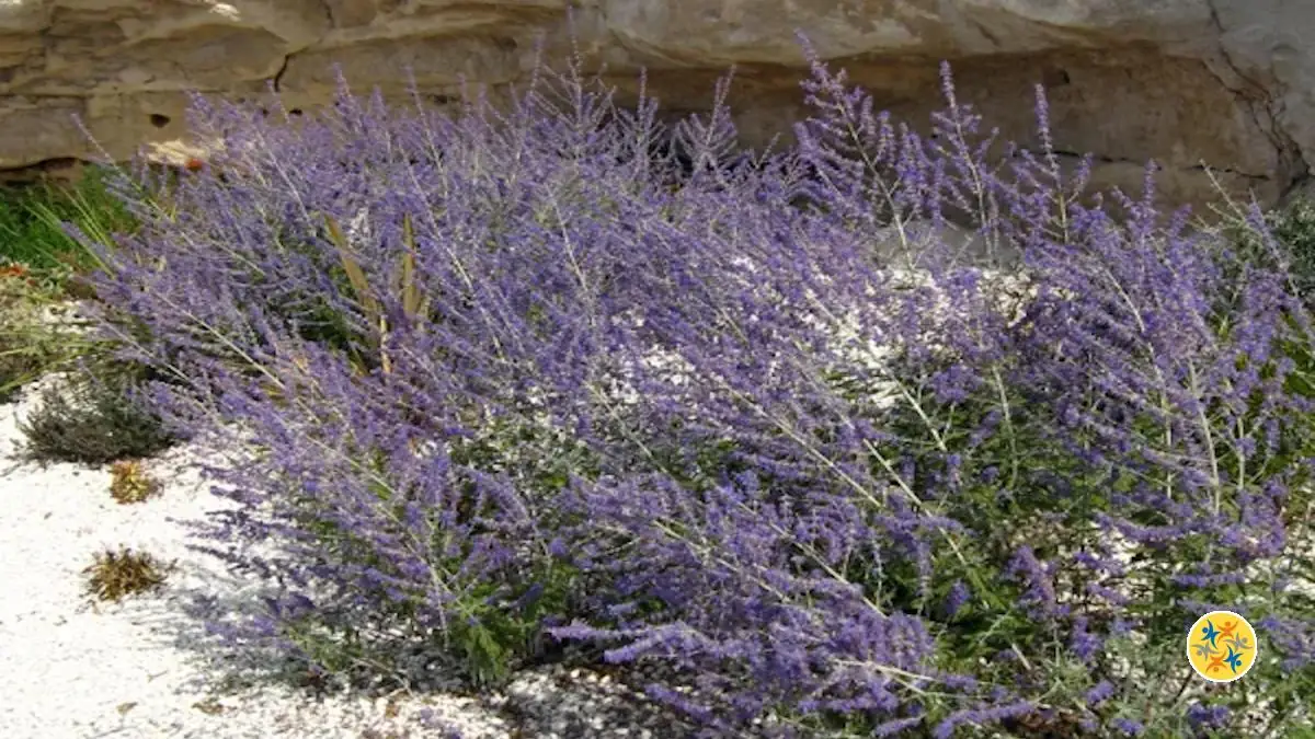 Sauge Russe ou Pérovskia: Tout ce que vous Devez Savoir