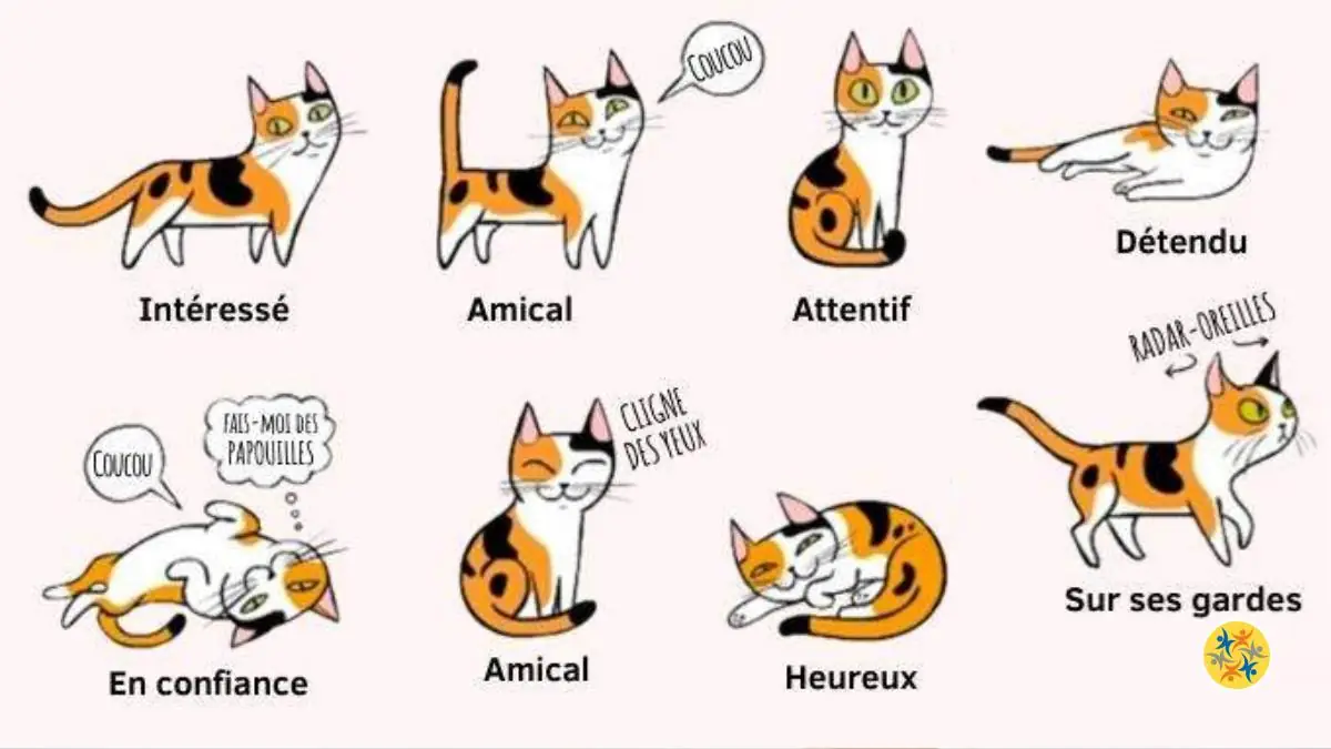 Comprendre le Langage de votre Chat : 6 Gestes à Décrypter Comprendre le Langage de votre Chat : 6 Gestes à Décrypter