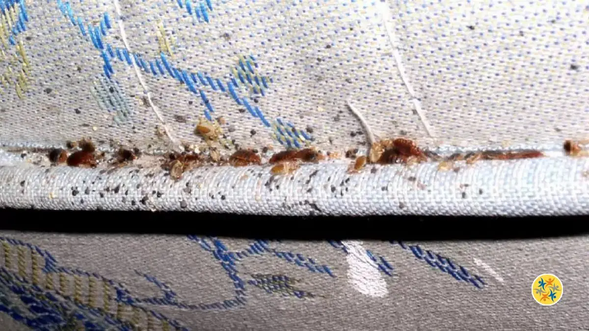 3 Remèdes Naturels pour Eliminer les Acariens du Lit