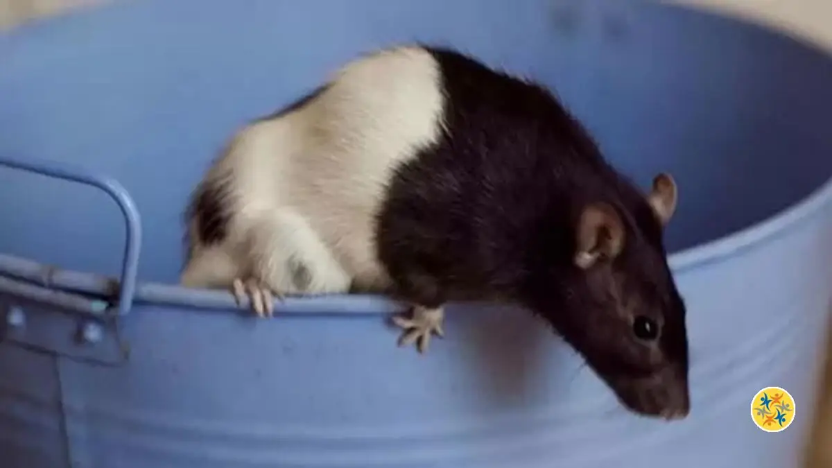 Eloignez les Rongeurs de Chez vous grâce à 3 Astuces