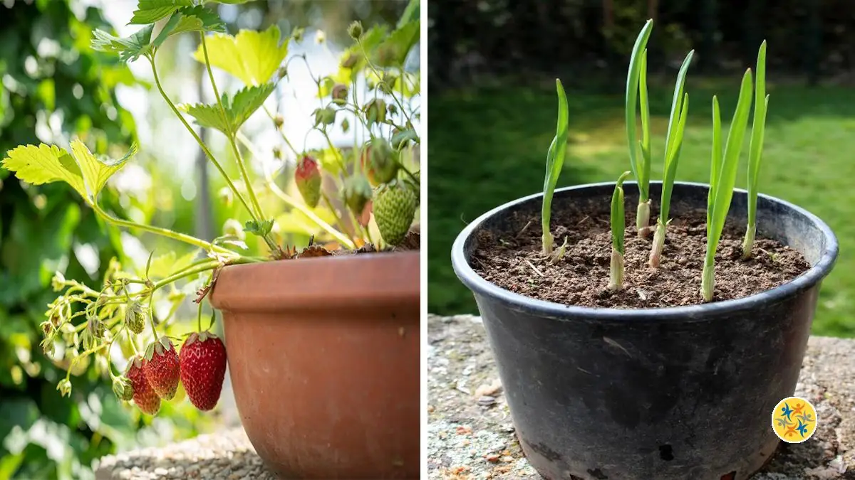 Enrichir son Potager avec 6 Variétés à Cultiver en Pots