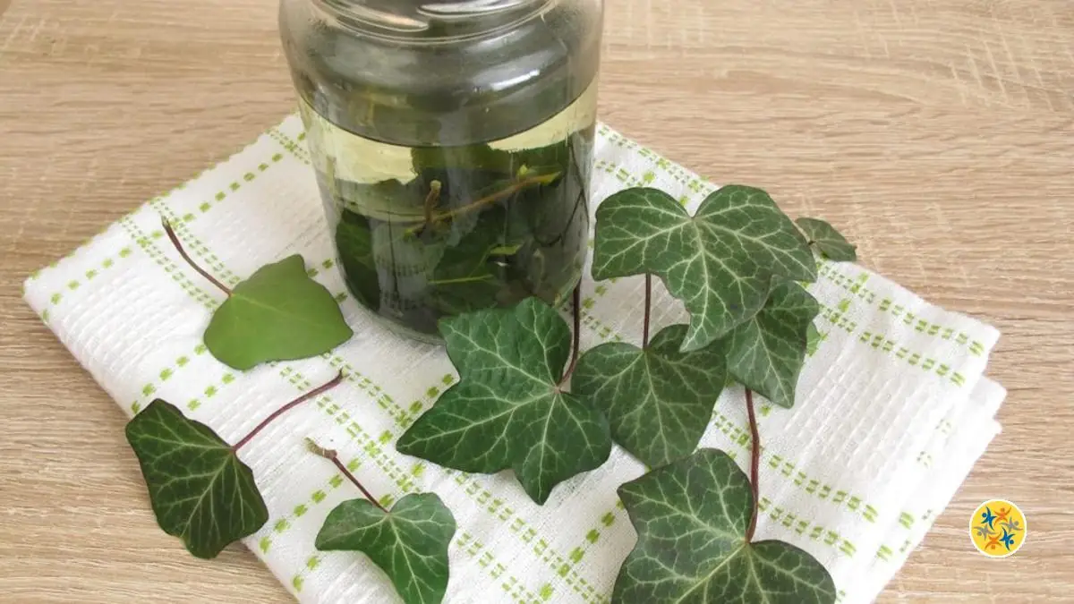 Fabriquez votre Propre Lessive au Lierre et Regardez ce que ça Fait