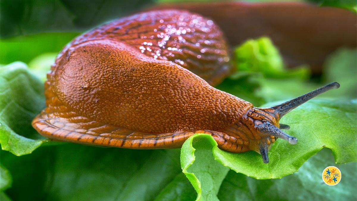 4 Façons Pour Éloigner les Limaces et les Escargots de Votre Jardin