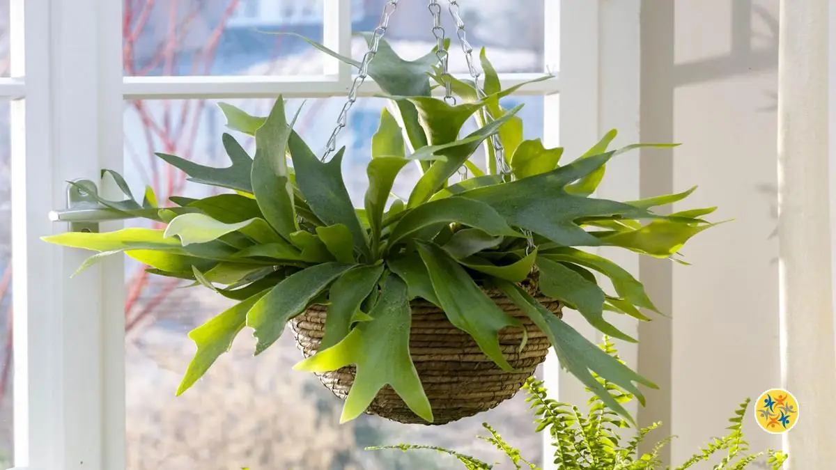 Invitez les Fougères Chez Vous: Voici les 11 Meilleures Variétés