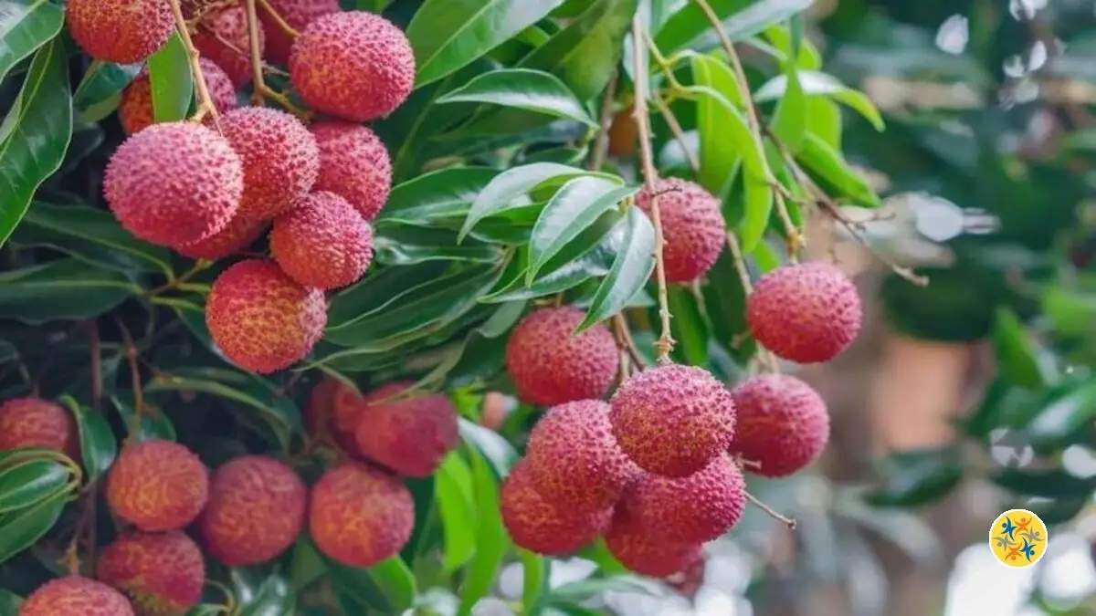 Guide pour Cultiver des Litchis à Partir de Noyaux