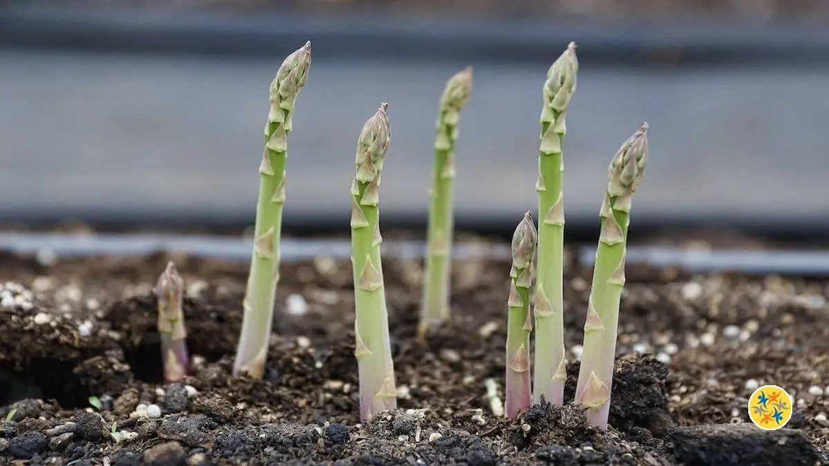 Comment Planter des Asperges sur sa Terre en 5 Étapes?