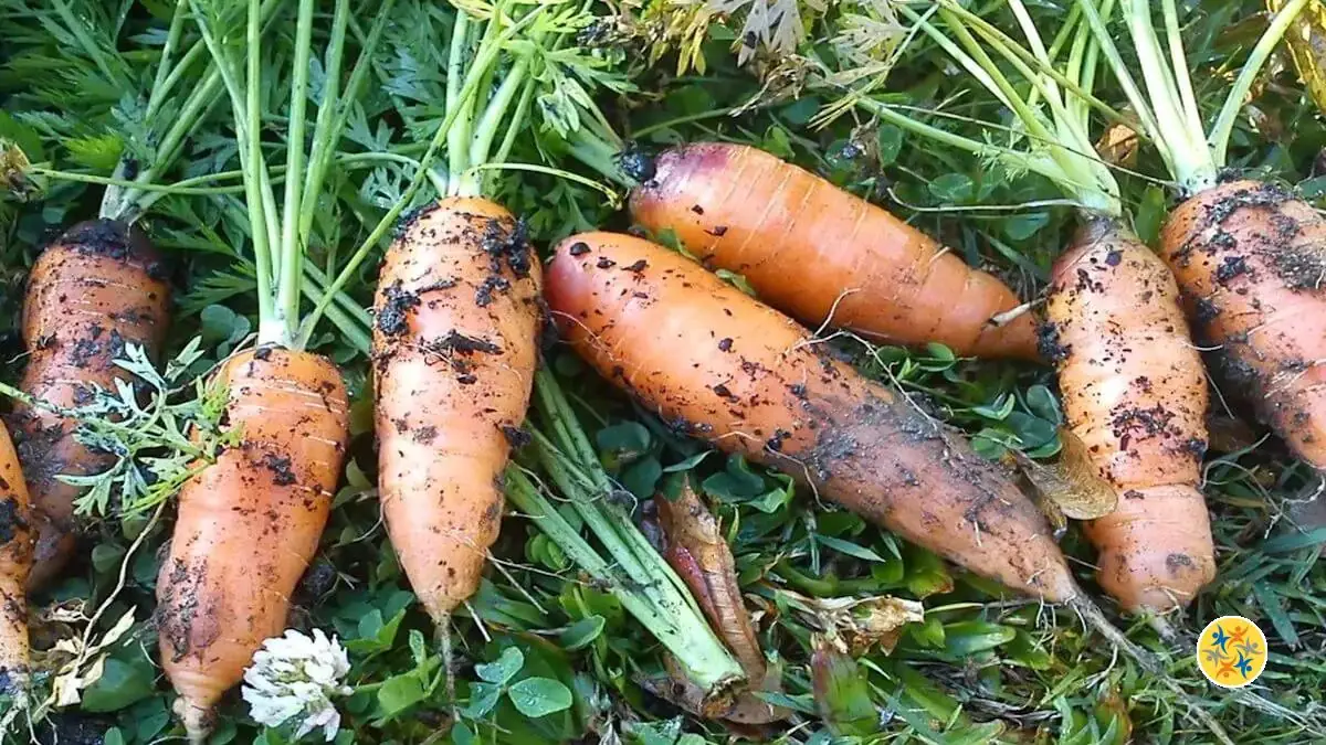 Quel est le Meilleur Moment pour Semer des Carottes dans son Jardin?