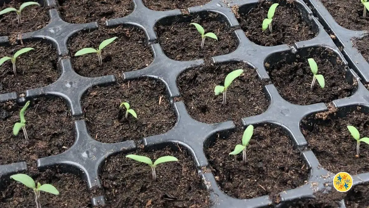 La Culture de Tomate et 3 Informations Principales