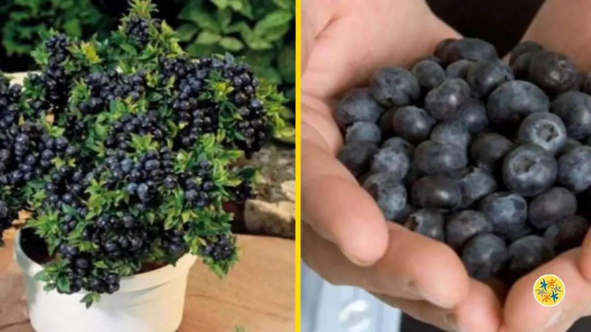 3 Informations à propos des Myrtilles et de leur Culture que vous Ignorez