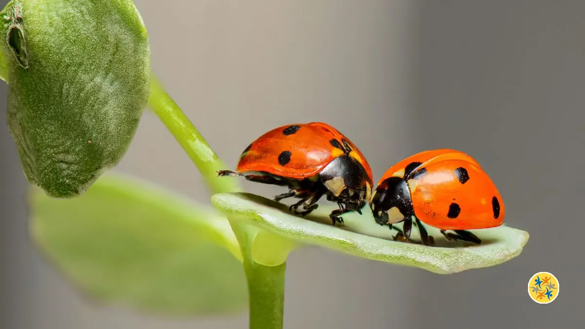 Insectes du Jardin : Amis ou Nuisibles ? Comment les Reconnaître et Agir