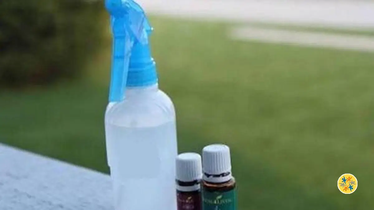 Un Insecticide Naturel Pour Se débarrasser Efficacement des Insectes