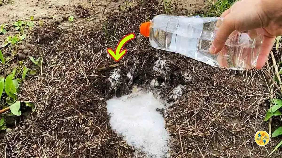Fourmis dans le Jardin? Voici un Insecticide Naturel et Efficace