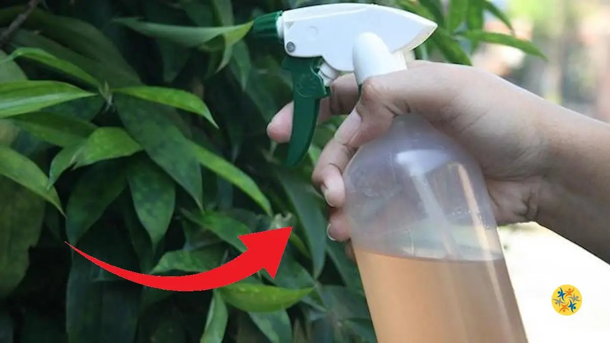 Insecticide Naturel à l'Hamamélis et quelques Huiles