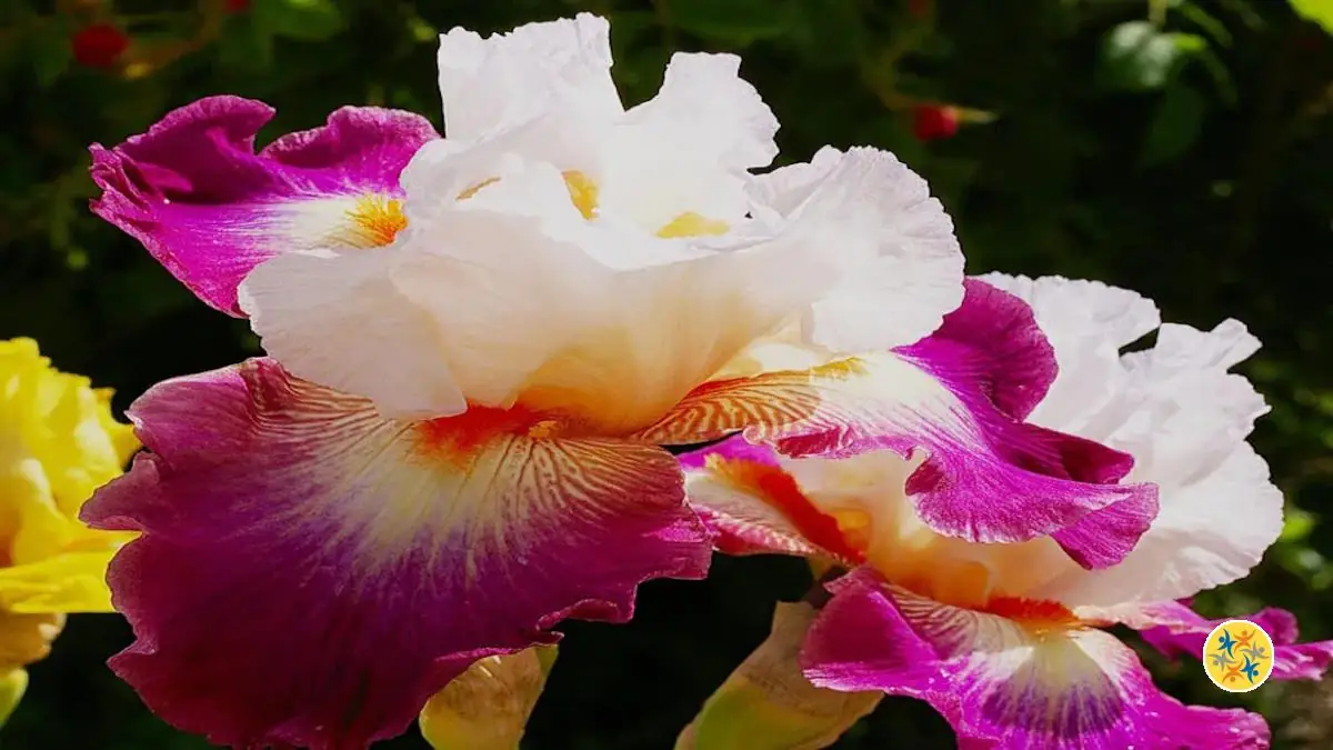 Des Iris pour le Jardin? Excellent Choix et Voici le Guide de Plantation