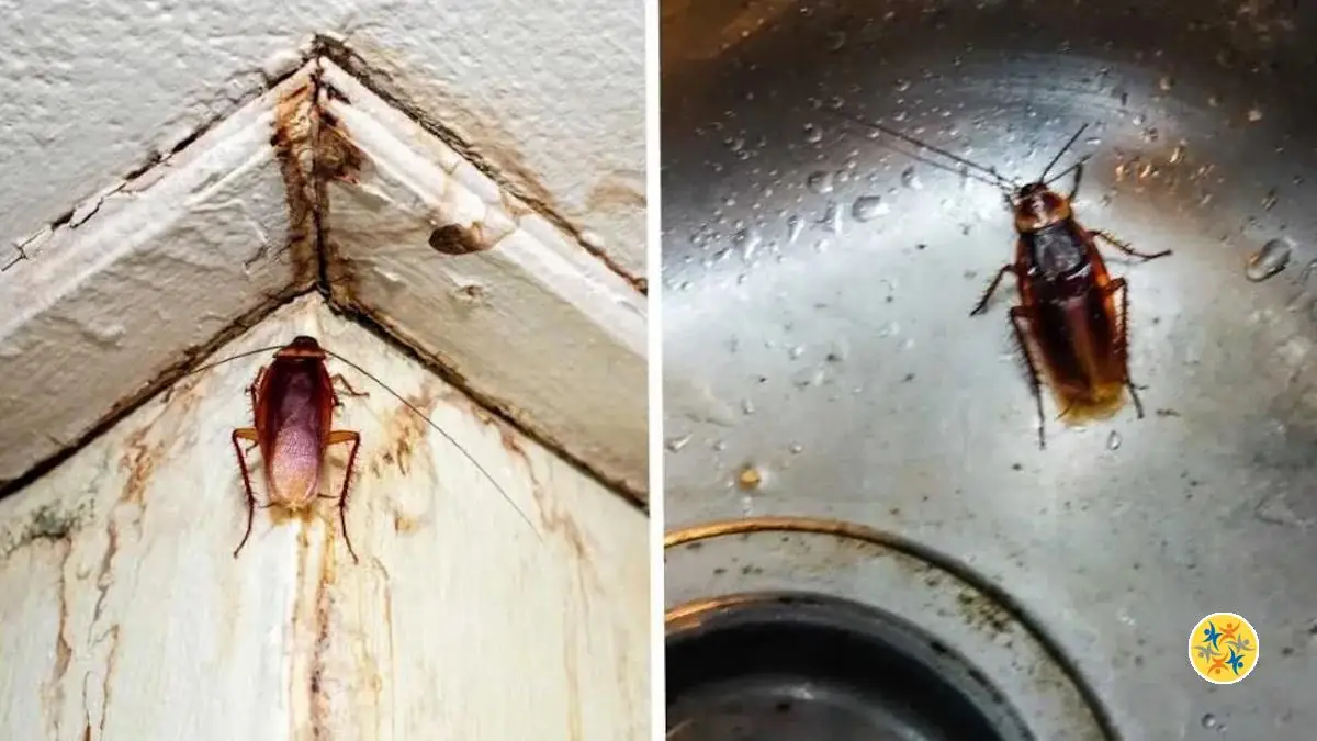 Luttez Contre les Cafards en Suivant Ces 7 Astuces Préventives et Réactives