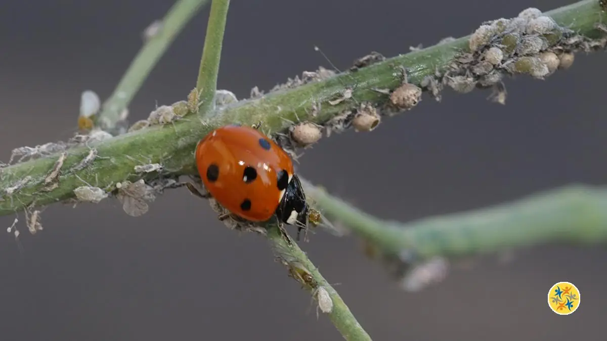 Comment Lutter Contre les Pucerons Grâce au Lâcher de Coccinelles