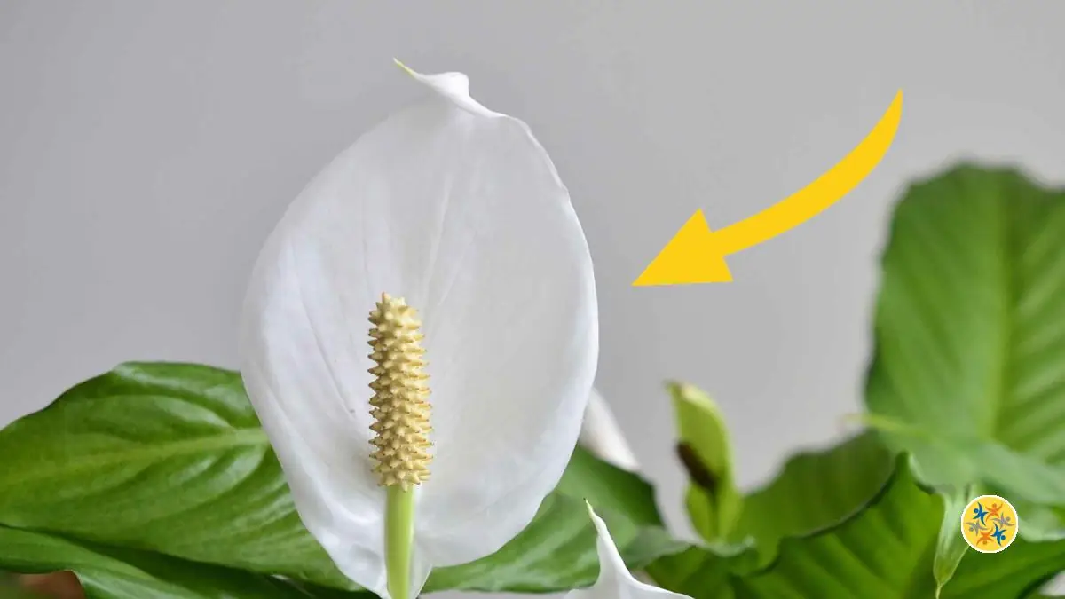 Comment bien entretenir un lys de la paix