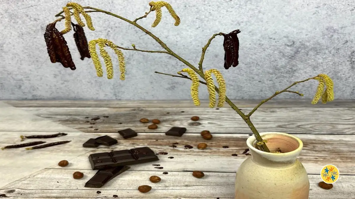 Le Chaton de Noisetier: Comment on le Mange