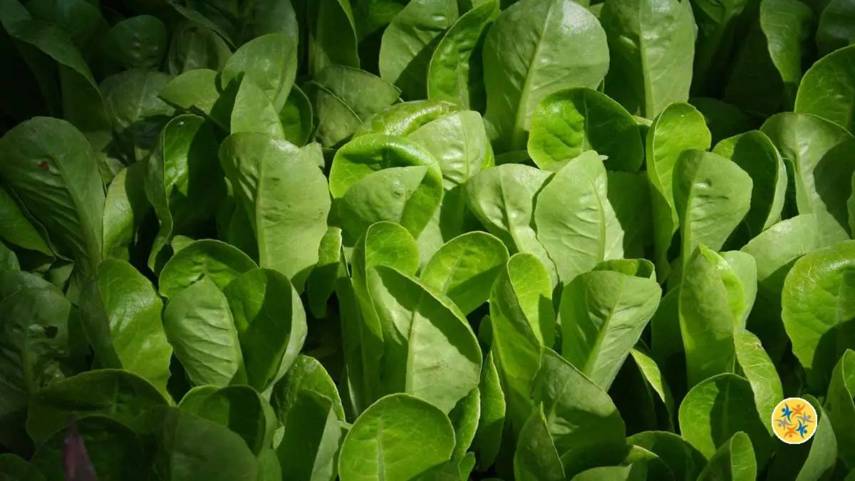 Comment Multiplier et Propager des Épinards?