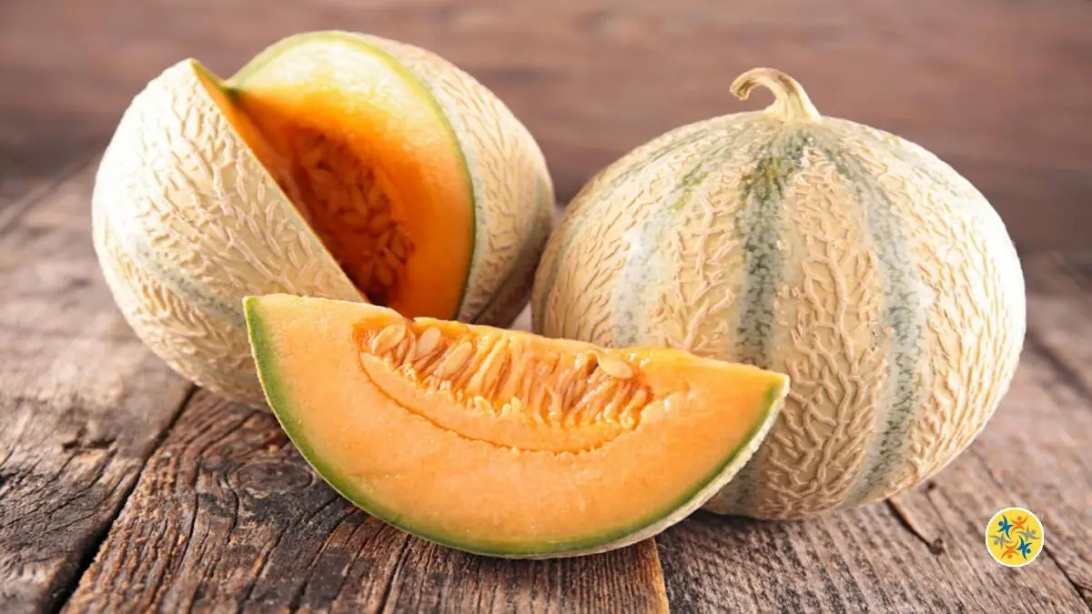 Faites Mûrir les Melons Avec Ces 3 Astuces Agricoles