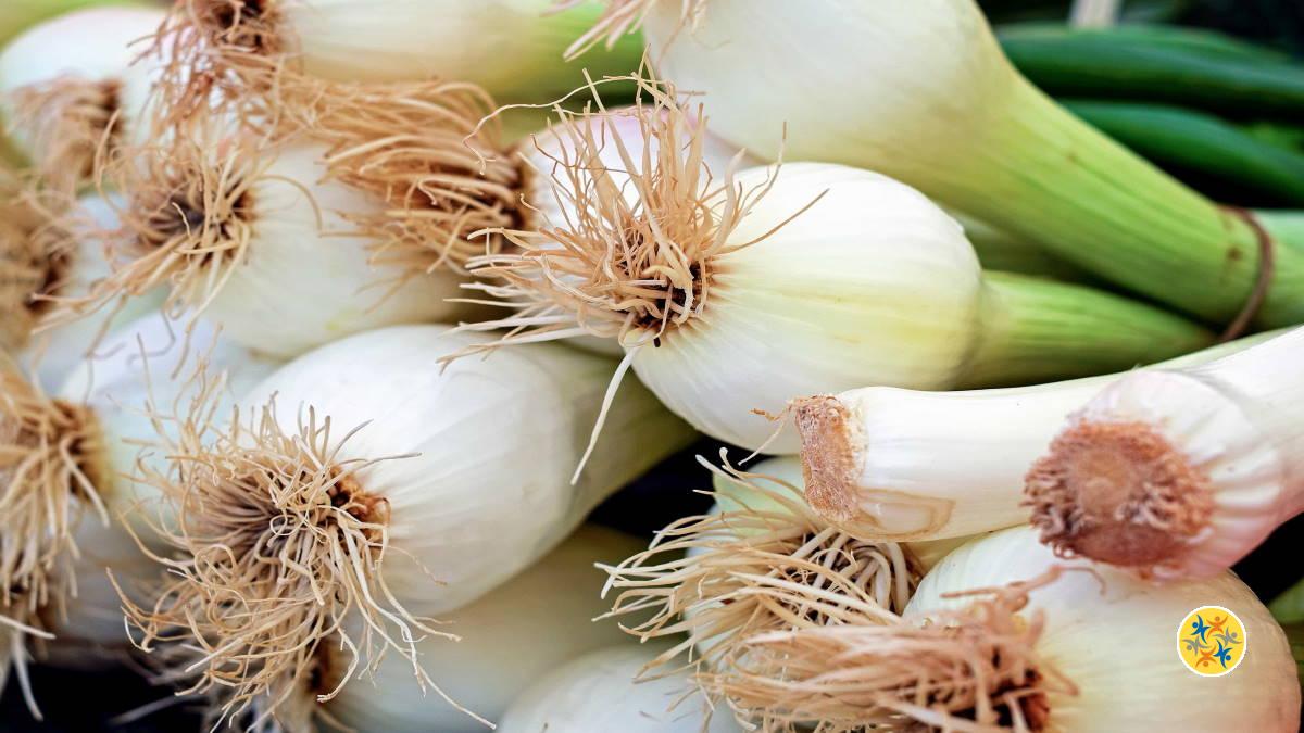 Meilleurs Légumes : 5 Éléments de Qualité Nutritionnelle pour votre Santé