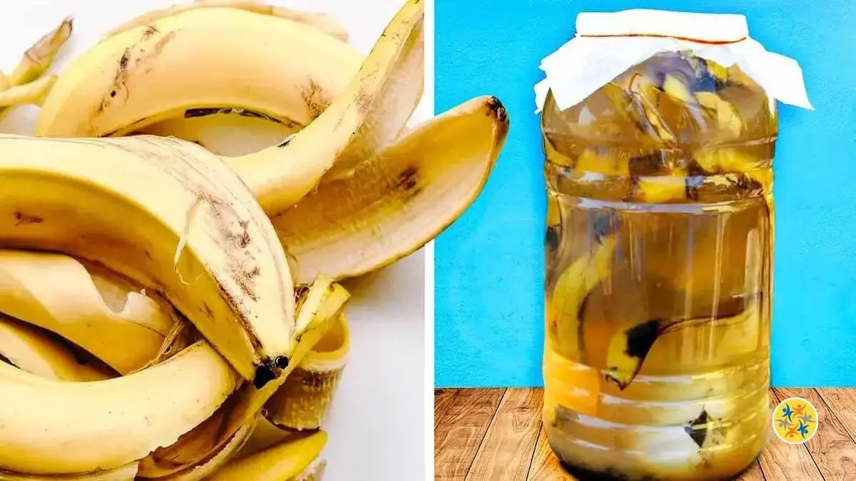 5 Usages de la Peau de Banane pour le Corps et le Jardin