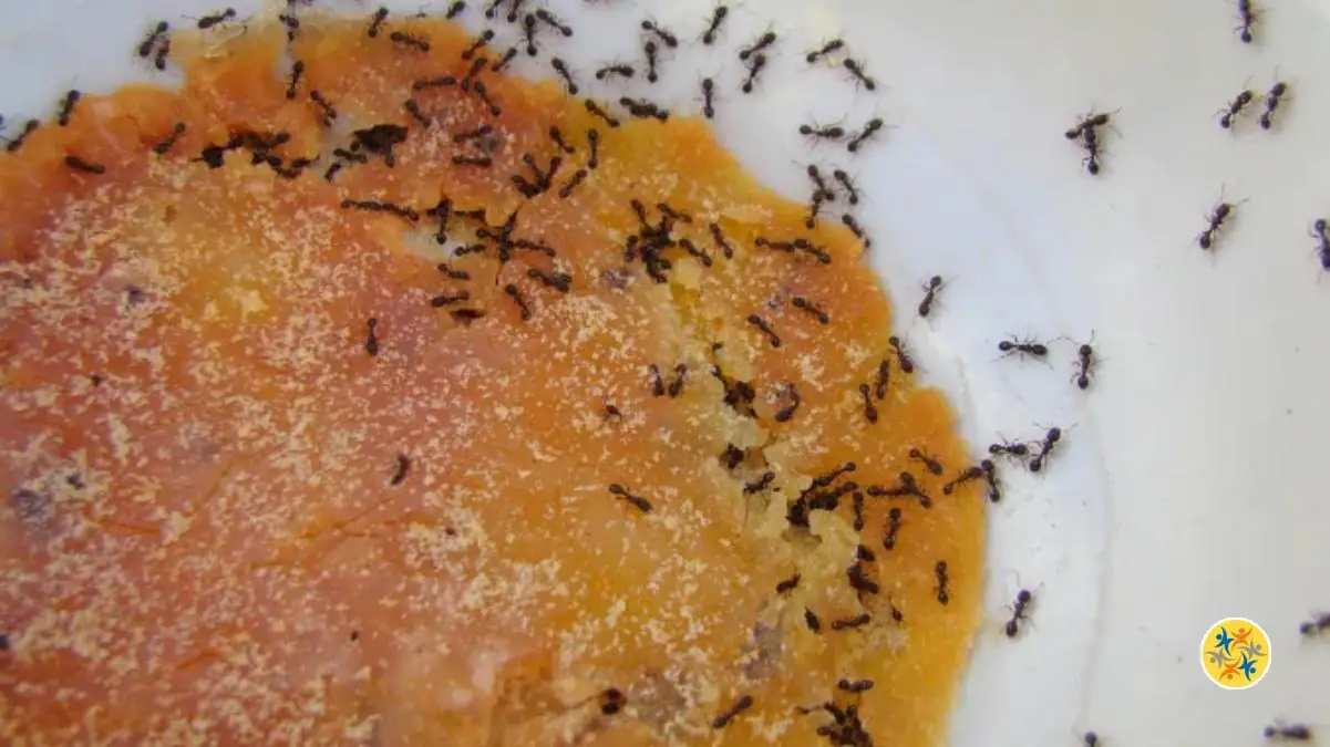 Lutter contre les fourmis avec un piège maison sans utiliser de pesticides