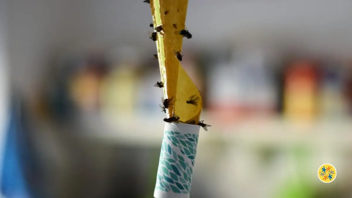 Faites un Piège à Mouches de 2 Manières Astucieuses