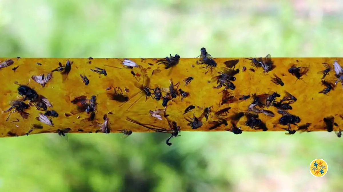 Attrapez les Mouches avec ce Ruban Piège Fait Maison