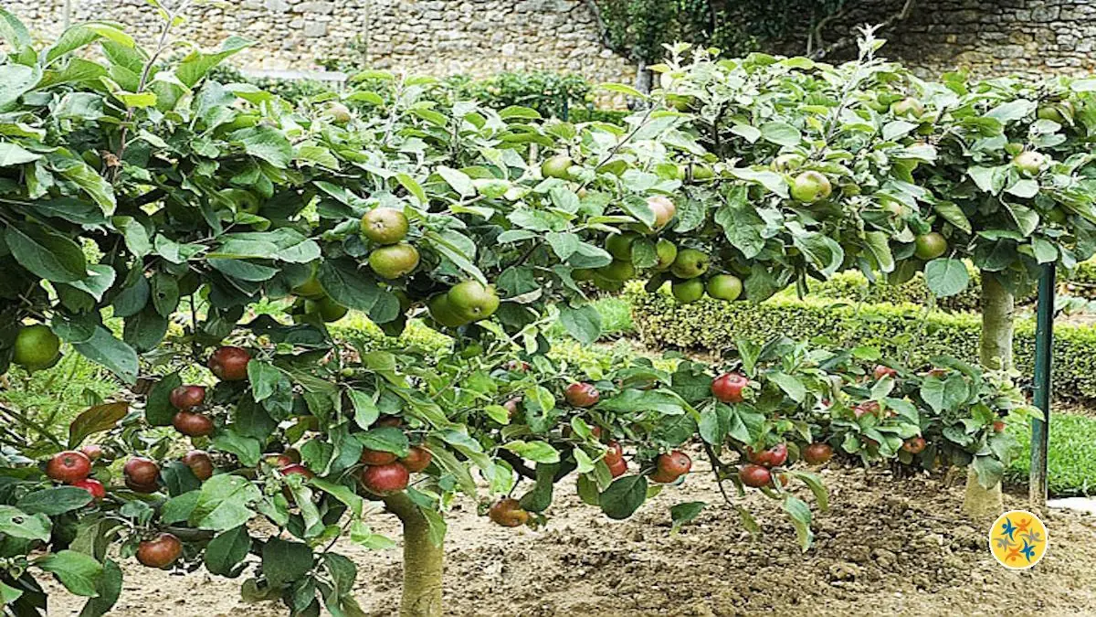3 Conseils pour la Plantation d'un Arbre à Fruits à Racines Nues