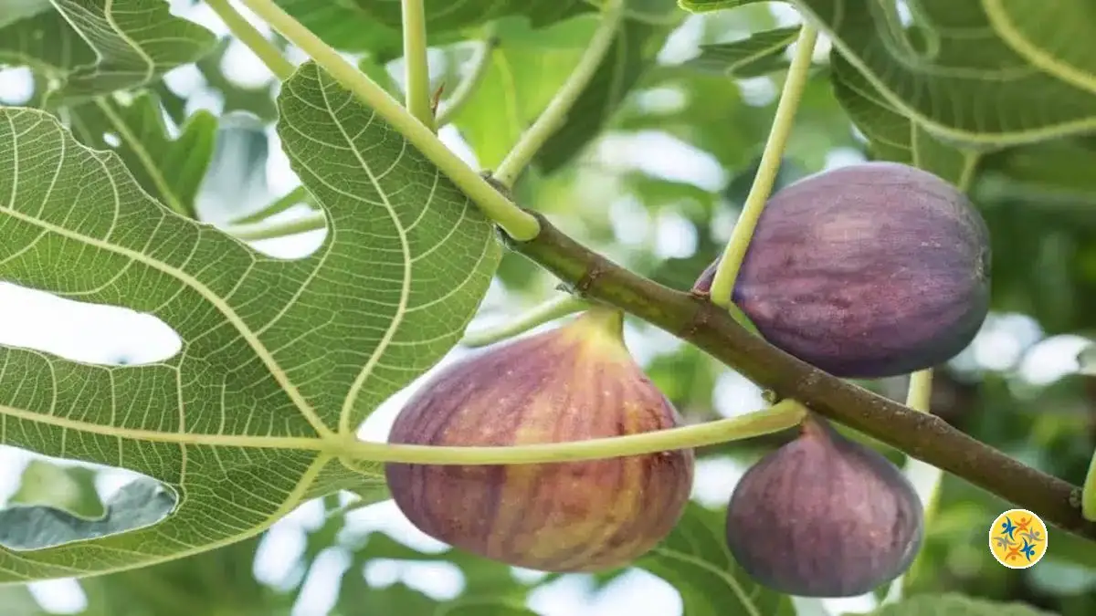 Figues: Plantation, Récolte et Tout ce qu'il Faut Savoir