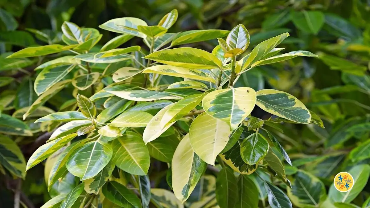 C'est Quoi le Ficus cet Arbre d'Intérieur aux Différentes Espèces?