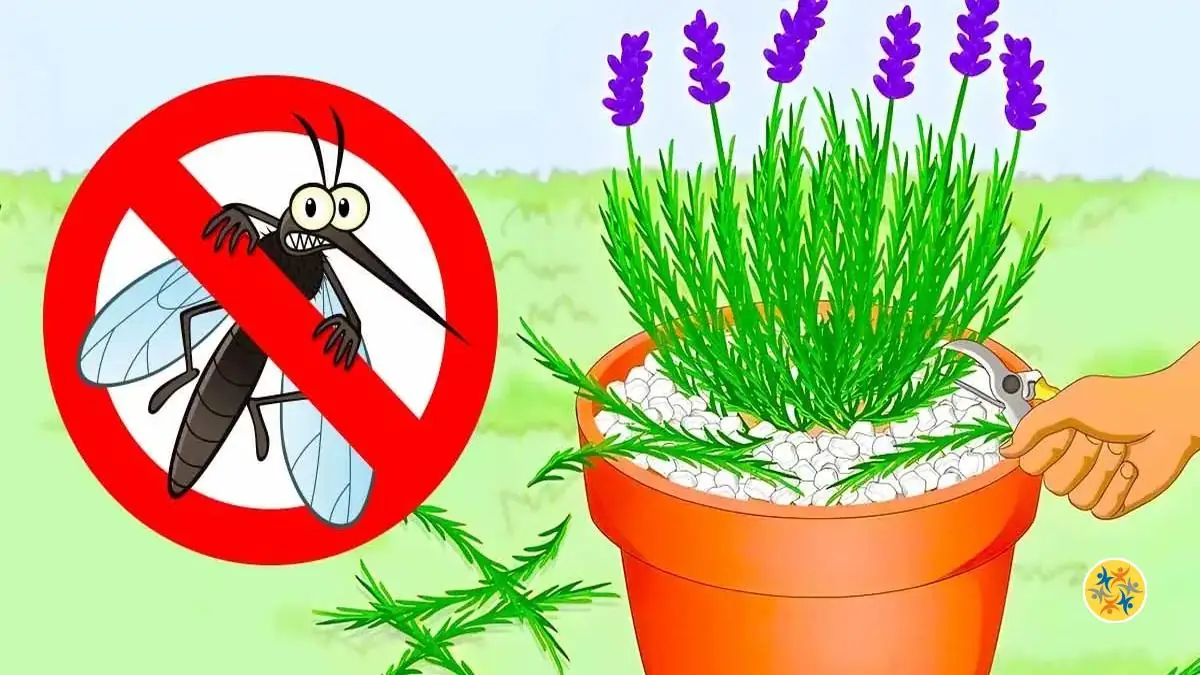 4 Plantes qui Repoussent les Insectes de la Maison à Connaitre et à ...