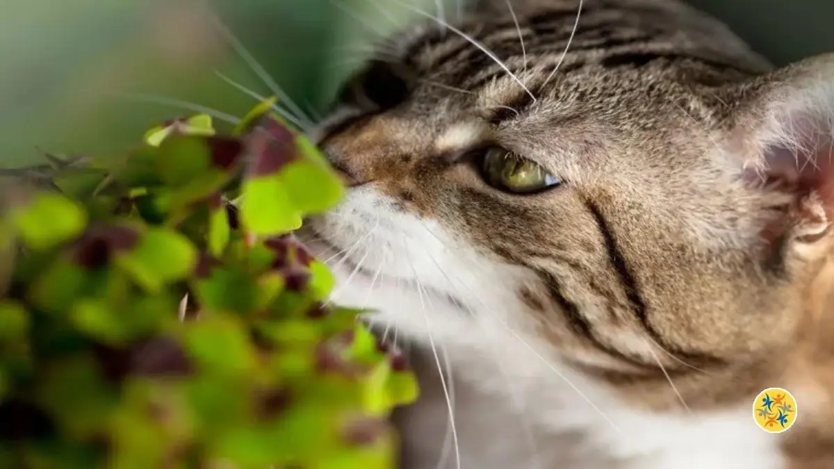 8 Plantes Toxiques Pour les Chats Qu’il Faut Connaitre