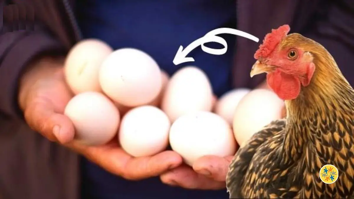 Aidez votre Poule à Pondre Rapidement en appliquant 7 Conseils