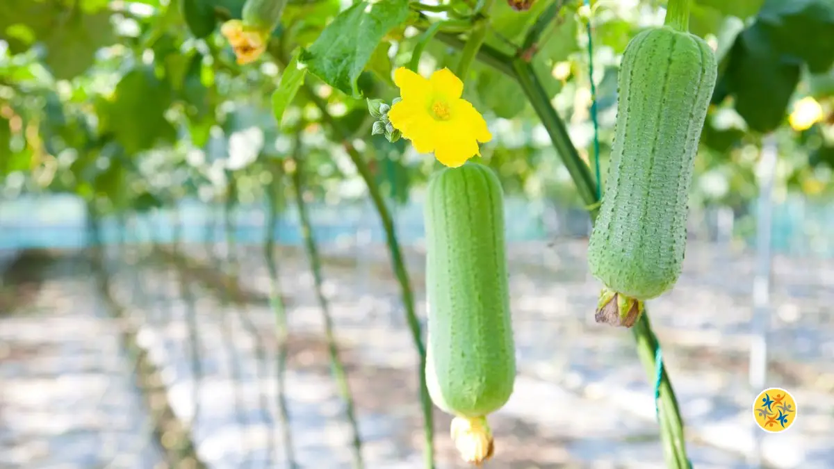 Comment cultiver votre propre éponge naturelle avec la courge luffa