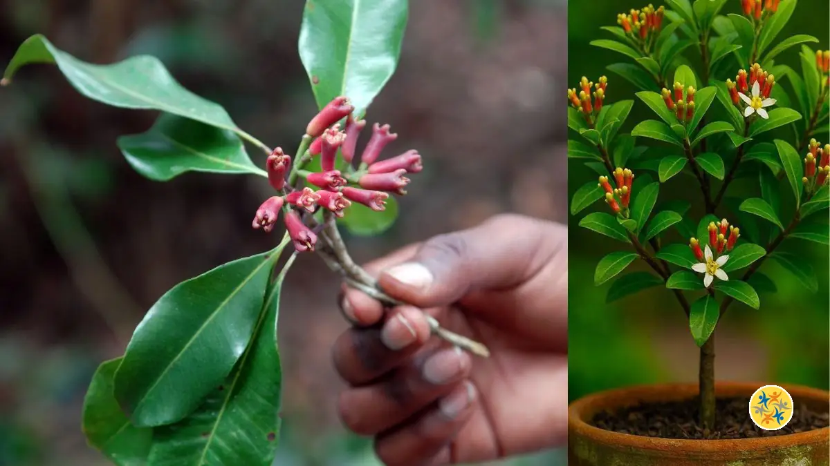 Saviez-vous qu’on peut faire pousser un giroflier chez soi