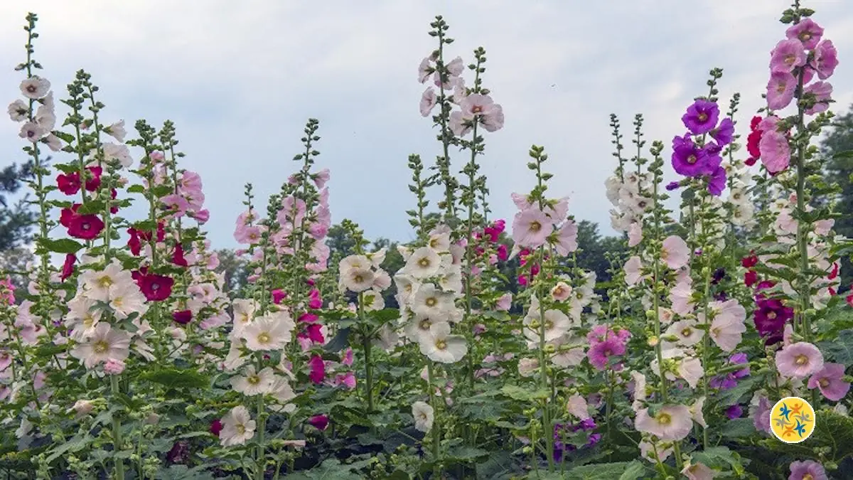 Guide Complet pour Faire Fleurir les Roses Trémières dans Votre Jardin