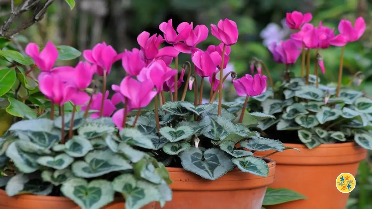 7 Conseils pour Faire Propager le Cyclamen Mieux que Jamais