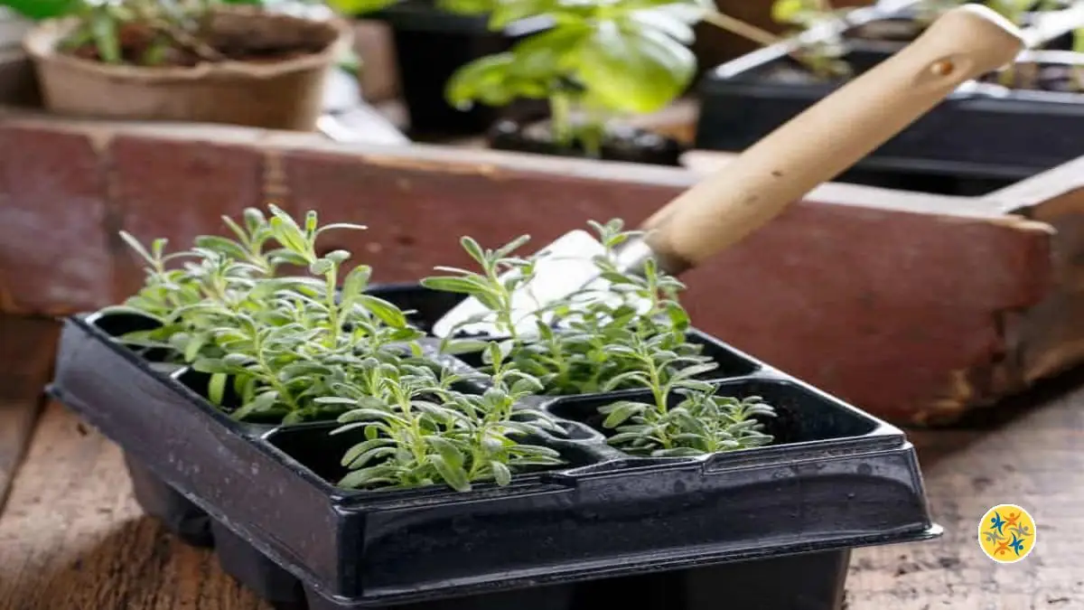Comment Propager la Lavande à partir des Boutures en 5 Pas