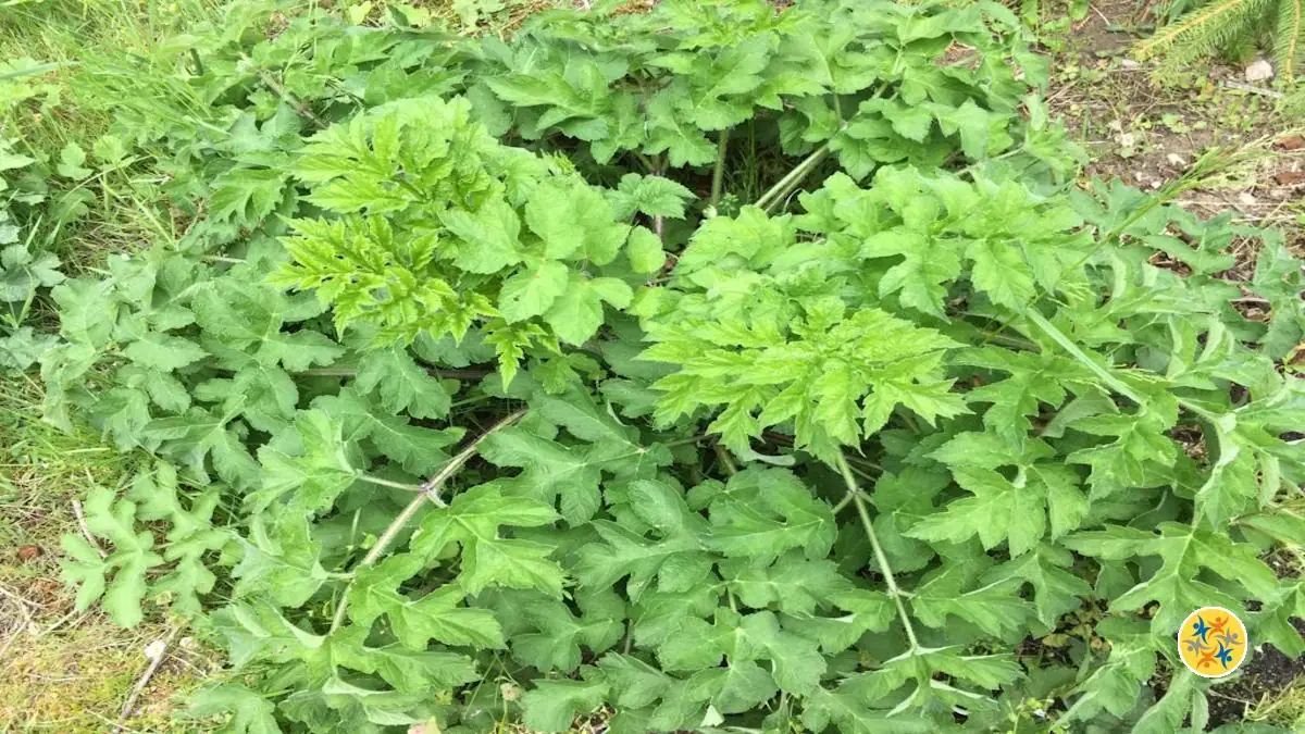 6 Propriétés de la Berce Spondyle cette Plante Curieuse