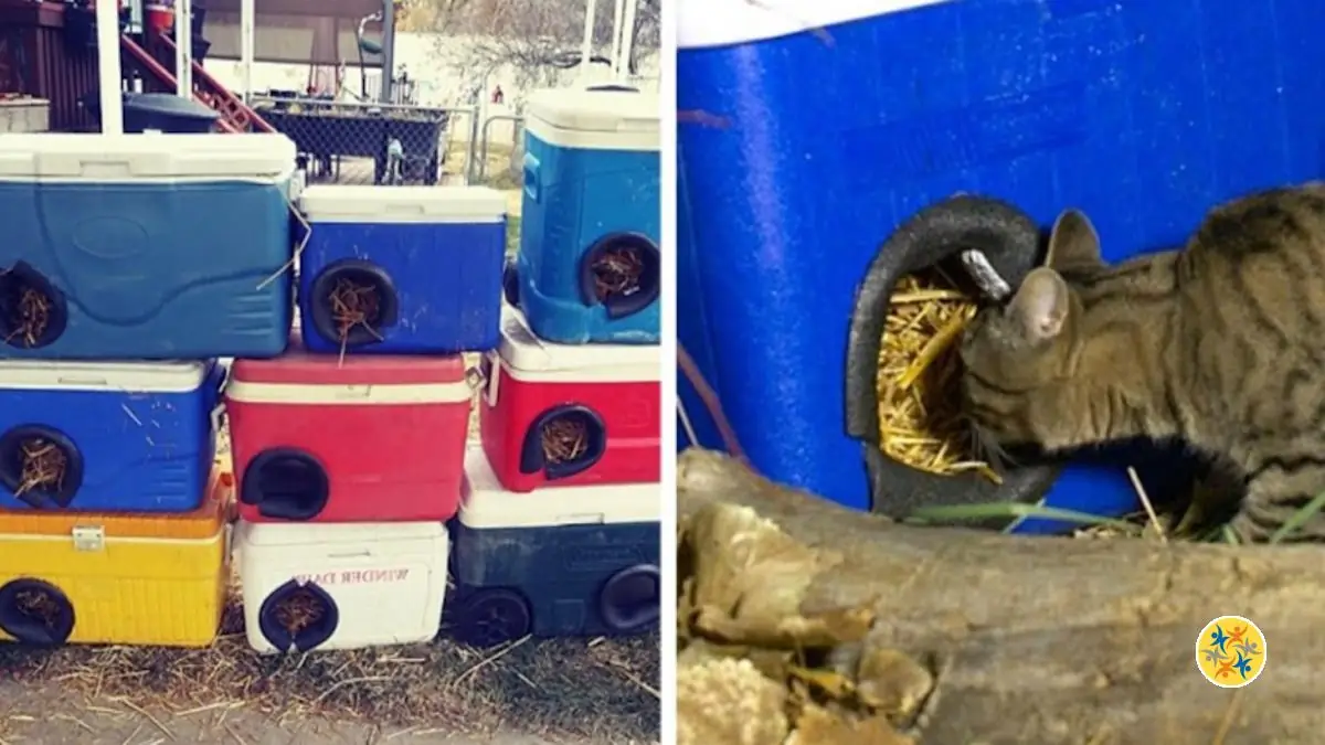 Gardez les Chats Errants au Chaud en Hiver Grâce à l'Astuce de Philip ...