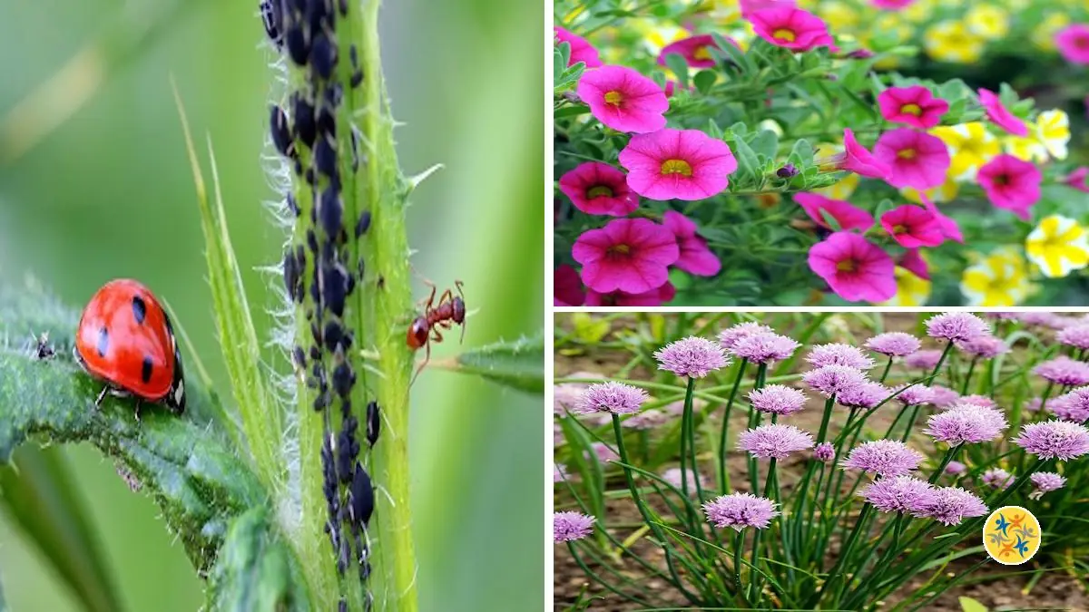 5 Plantes Répulsives à Cultiver Pour Protéger Votre Potager