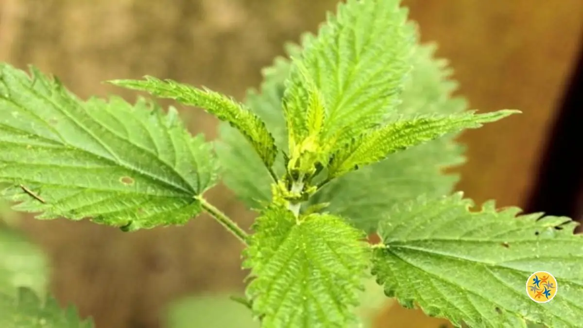 Plantez les Orties Dans le jardin Pour 3 Raisons Importantes