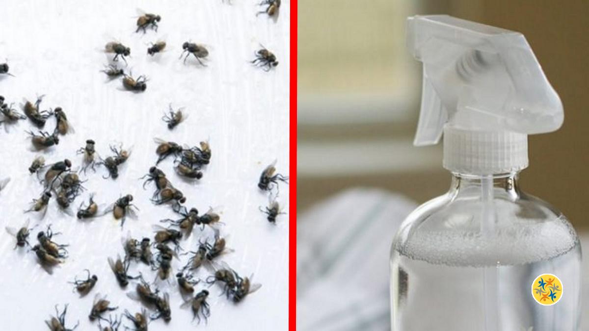 Le Remède Anti-Mouches Invincible à Seulement 3 Substances Naturelles