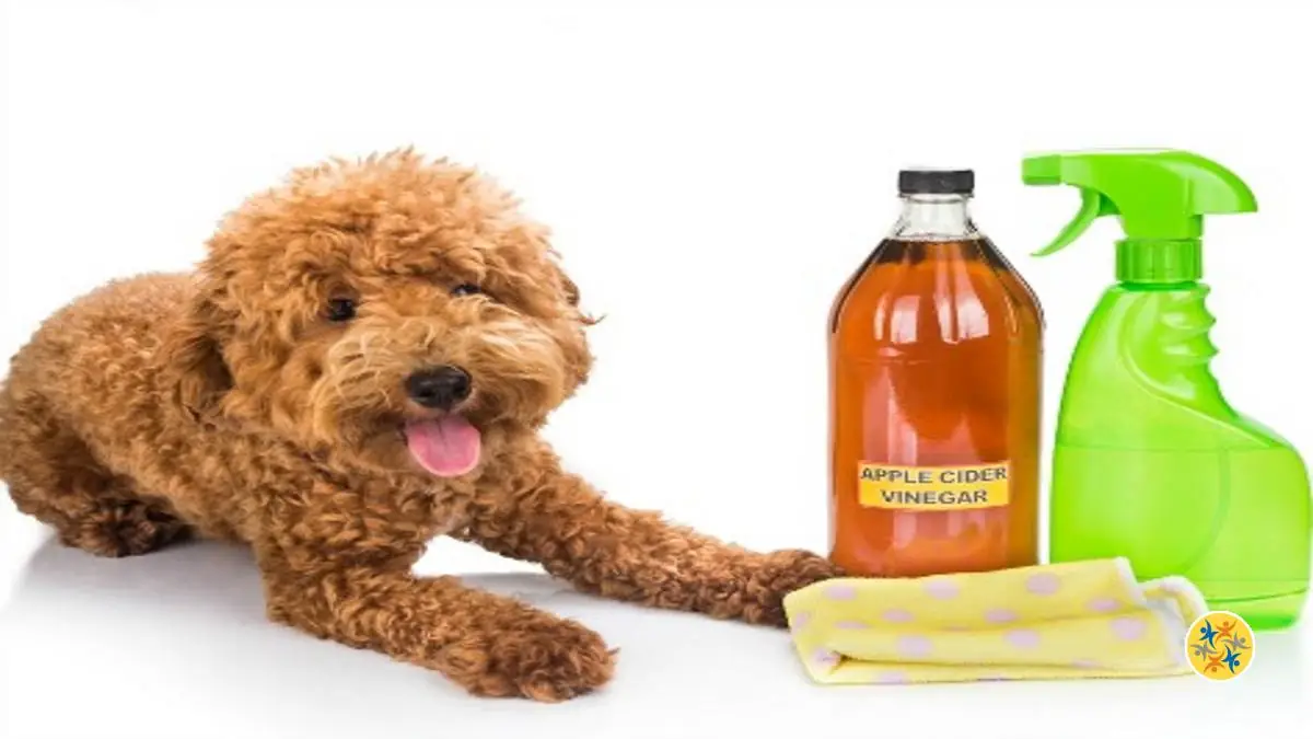 Le Remède Naturel Antipuces pour votre Animal en Seulement 5 Pas