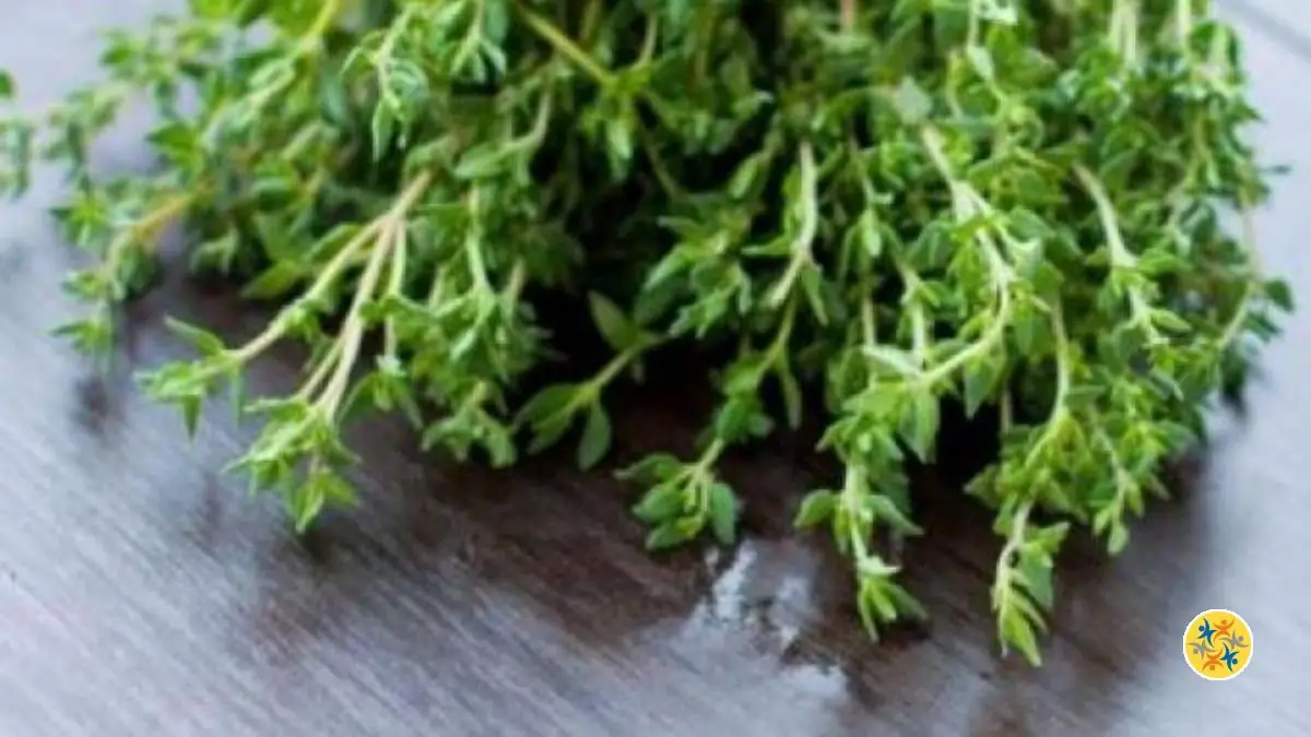 Le Remède de Thym Pour Déboucher le Nez et Soulager le Rhume