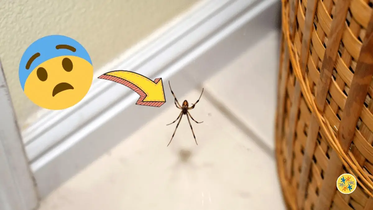 8 Remèdes pour Repousser une Araignée sans lui Faire du Mal