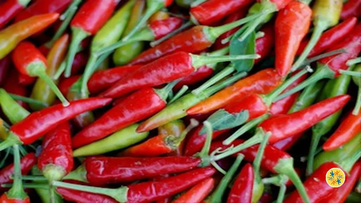 4 Renseignements sur les Piments et les Plus Piquants Parmi Eux
