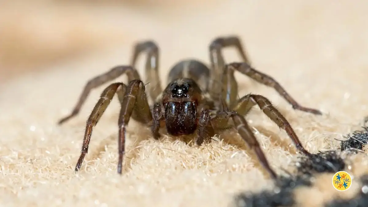 Araignées dans Votre Maison: Astuces pour les Éloigner Efficacement